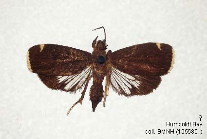 Papua Insects Foundation (Lepidoptera/Immidae/Imma monastica)